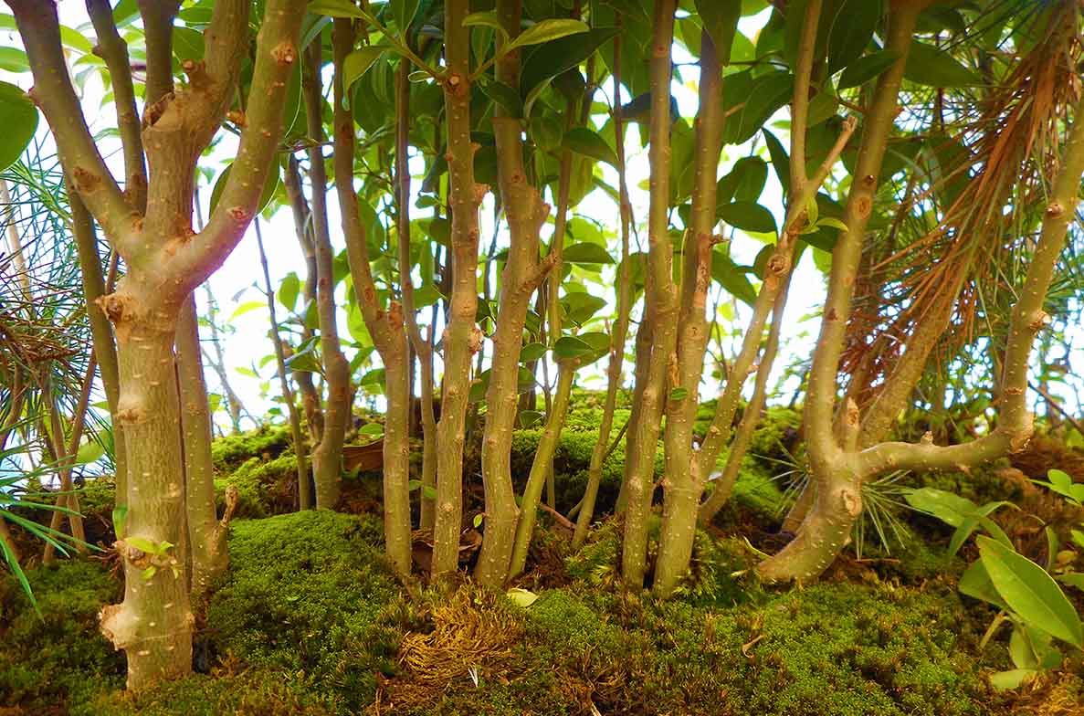 Miniature Forest - Bonsai Forest - Austin Texas