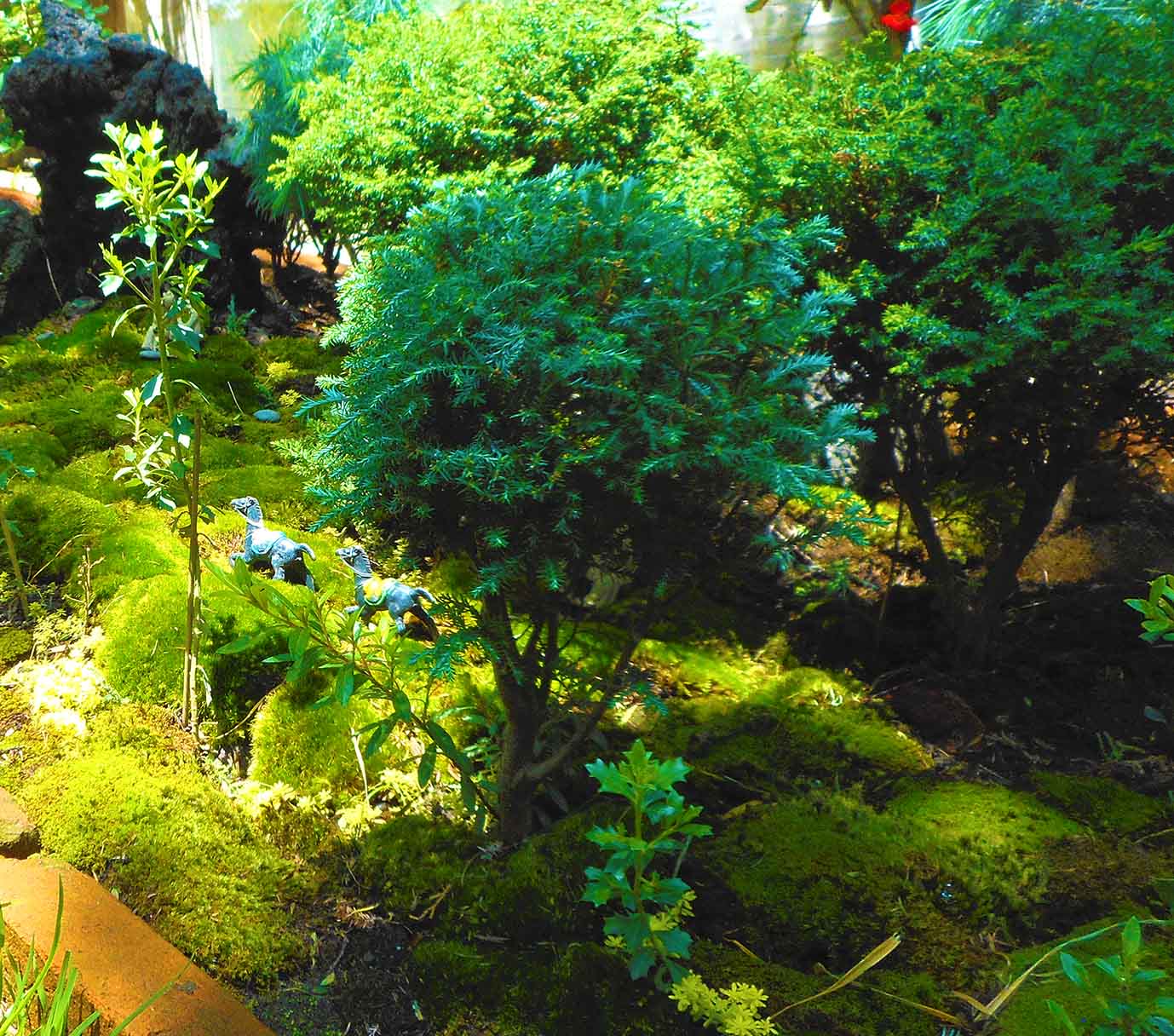 Miniature Forest - Bonsai Forest - Austin Texas