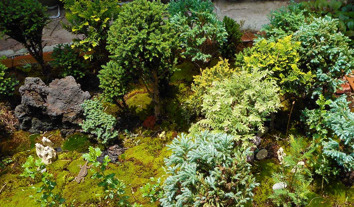Miniature Forest - Bonsai Forest - Austin Texas